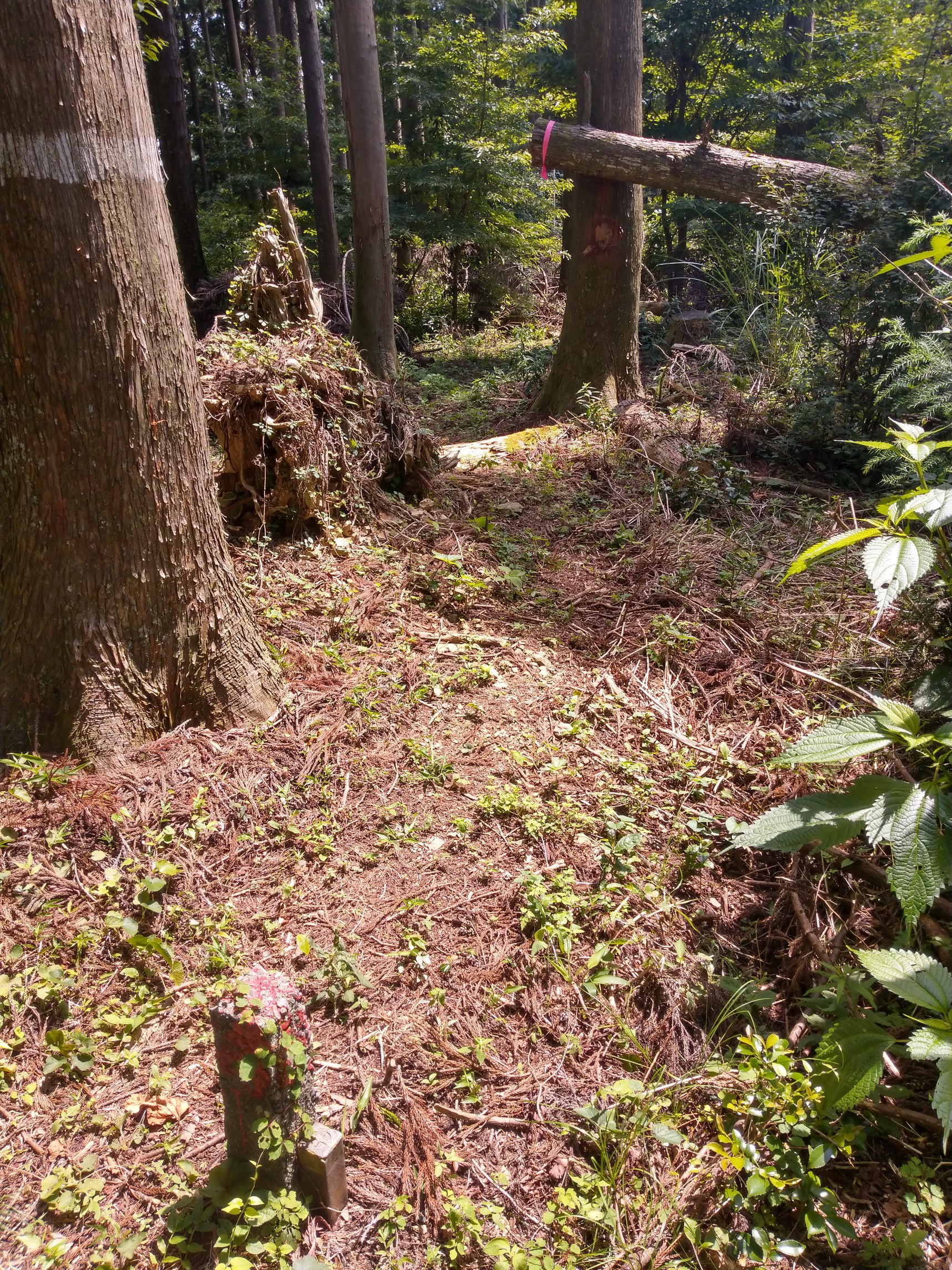 k54さんの投稿したフィールドメモ | YAMAP / ヤマップ