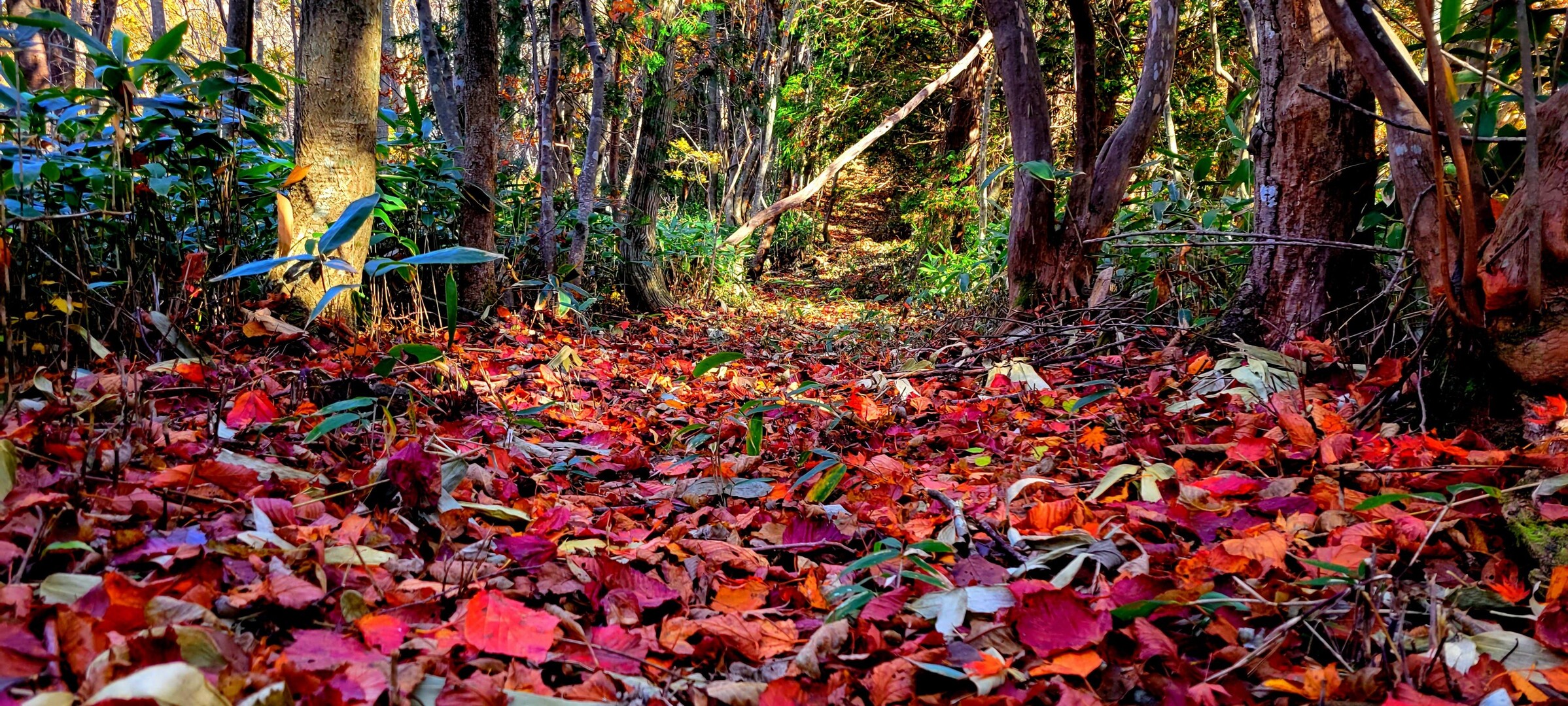 立岩山.市間山の動画もアップしました。 ... / NOMさんのモーメント | YAMAP / ヤマップ