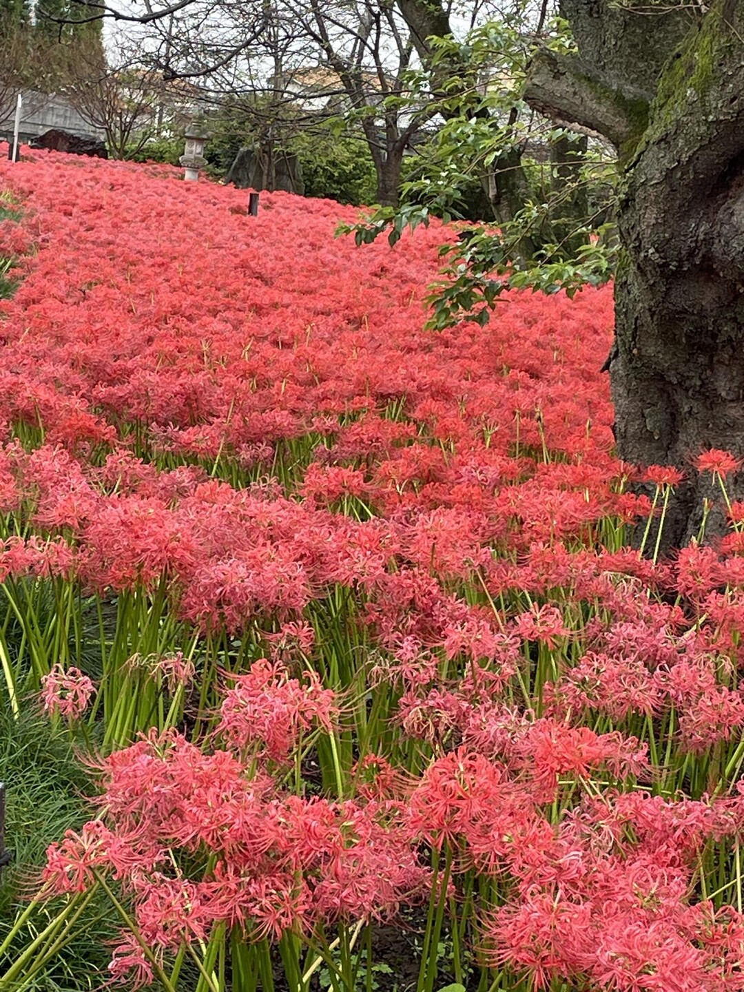 お気に入りのお寺へ 🌺見ごろを迎えてい... / Deep Blue🍀さんのモーメント | YAMAP / ヤマップ