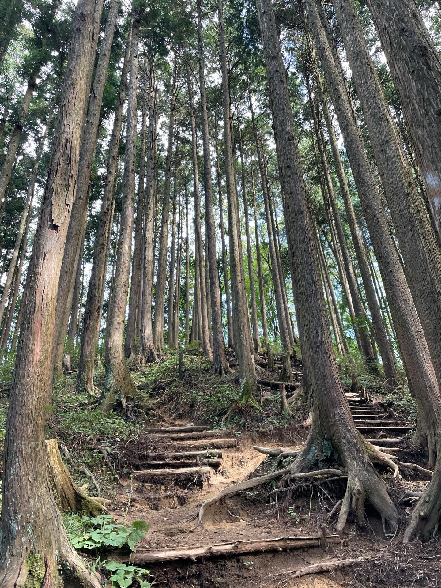 #山にハマった瞬間 スタートは体調が優れ... / cocoさんのモーメント | YAMAP / ヤマップ