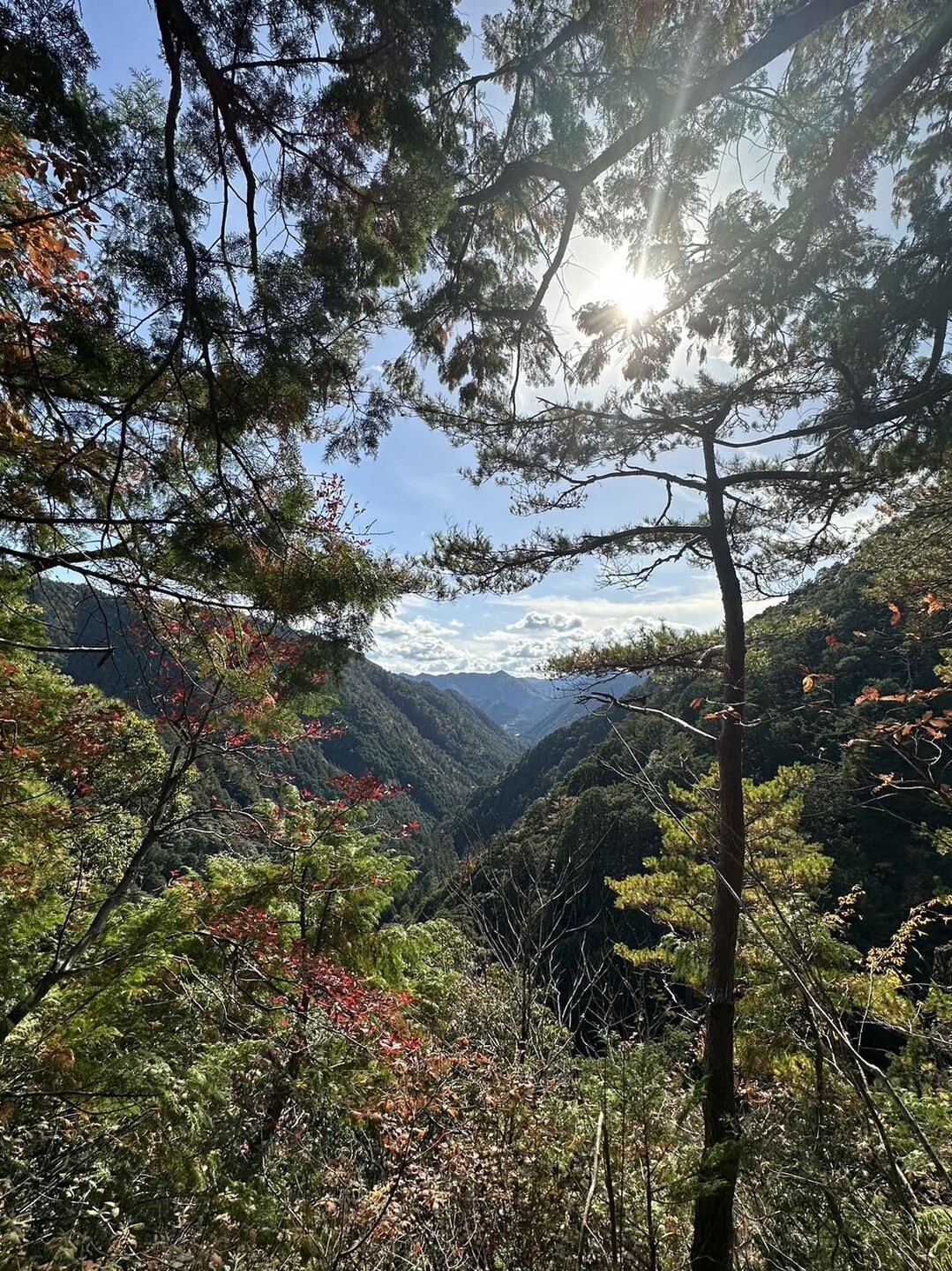 乳岩峡（三ツ瀬明神山）-2022-11-22 / rinpeさんの明神山（三ツ瀬明神山）の活動データ | YAMAP / ヤマップ