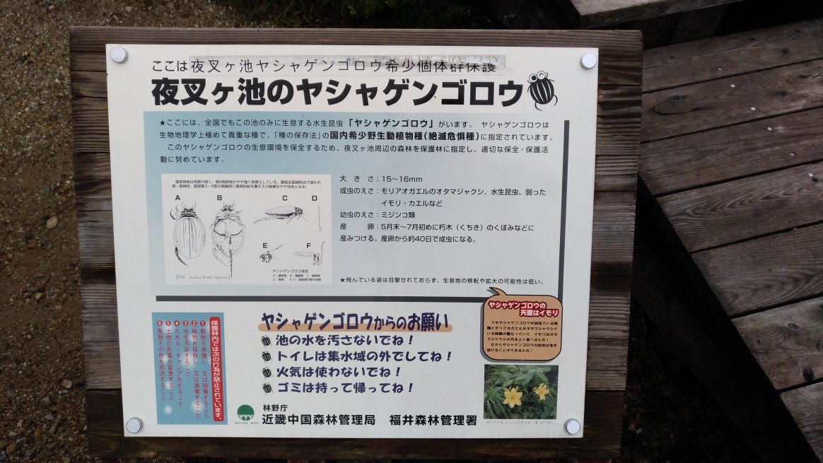 夜叉が池でヤシャゲンゴロウ発見！ / tr_hiroさんの夜叉ヶ池山・三周ヶ岳の活動データ | YAMAP / ヤマップ