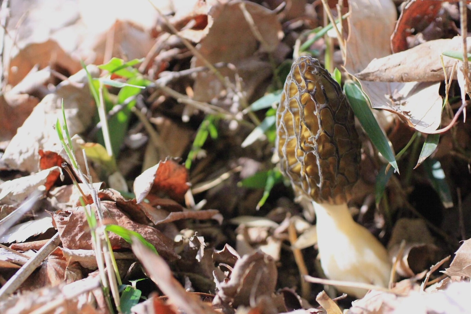 モリーユがええ感じに🎵 / bptanakaさんのモーメント | YAMAP / ヤマップ