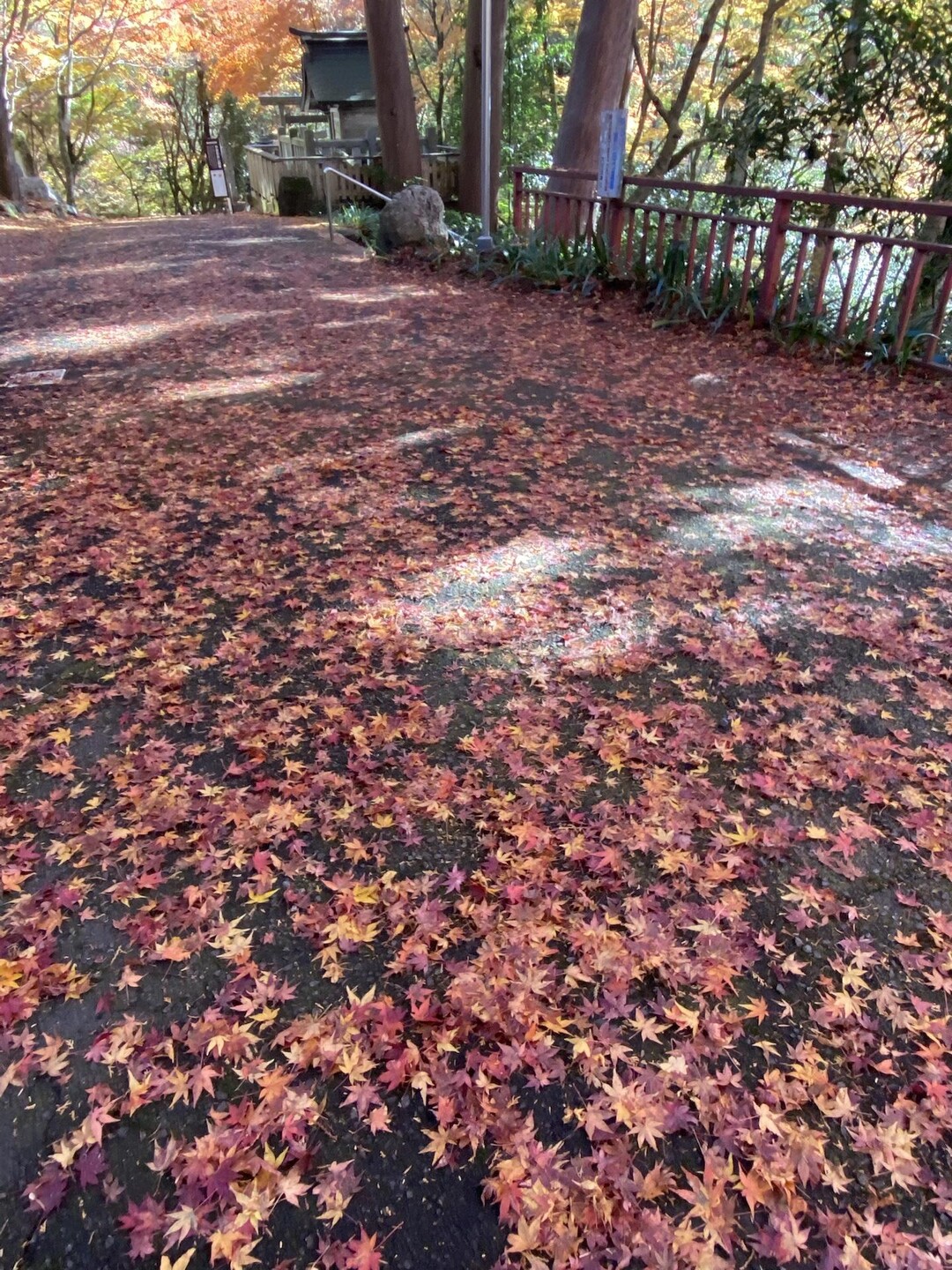 天王山 23 綺麗な紅葉🍁 / tamakoyさんの天王山・誕生山の活動データ | YAMAP / ヤマップ