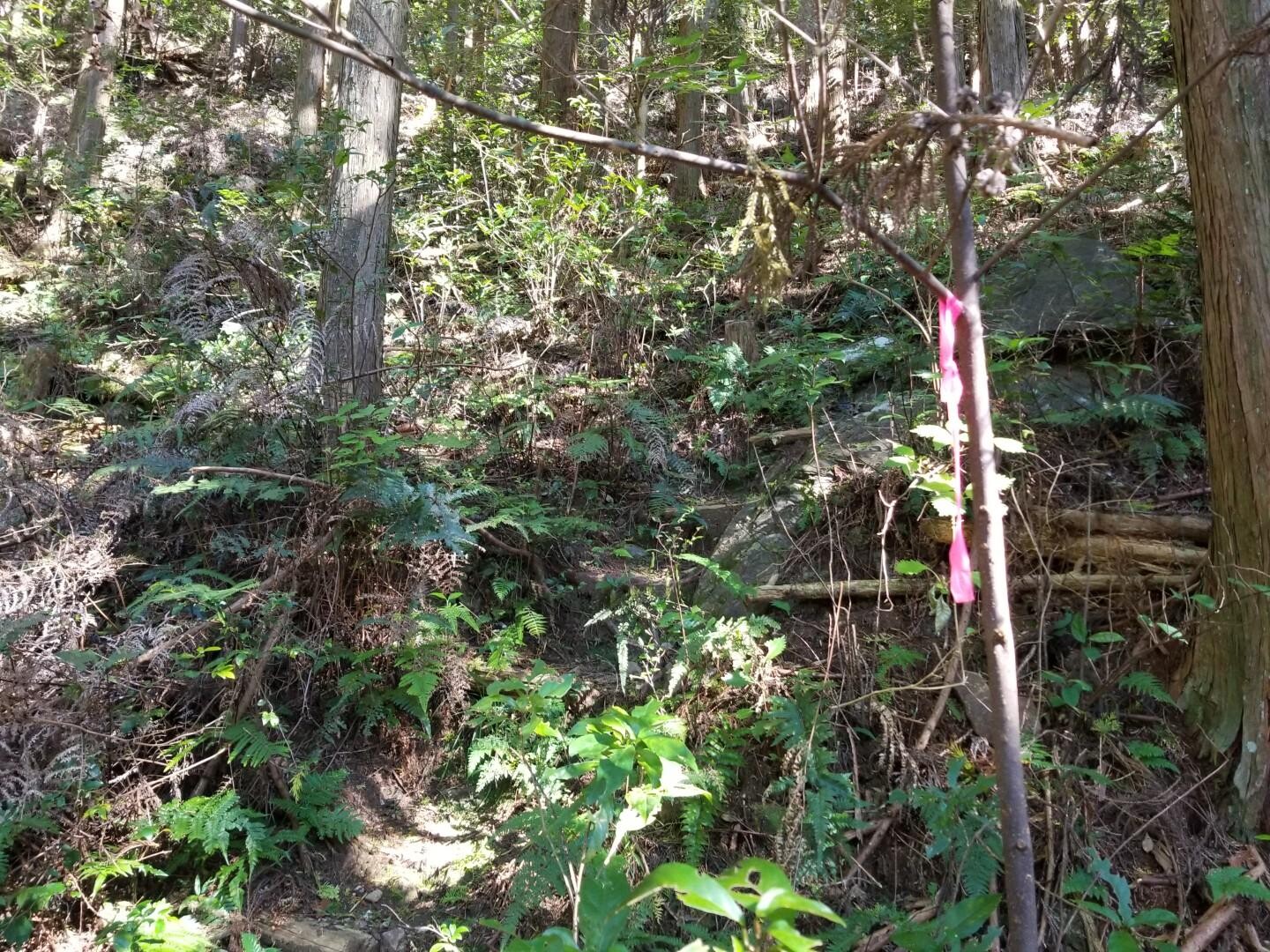 tako2019さんの投稿したフィールドメモ | YAMAP / ヤマップ