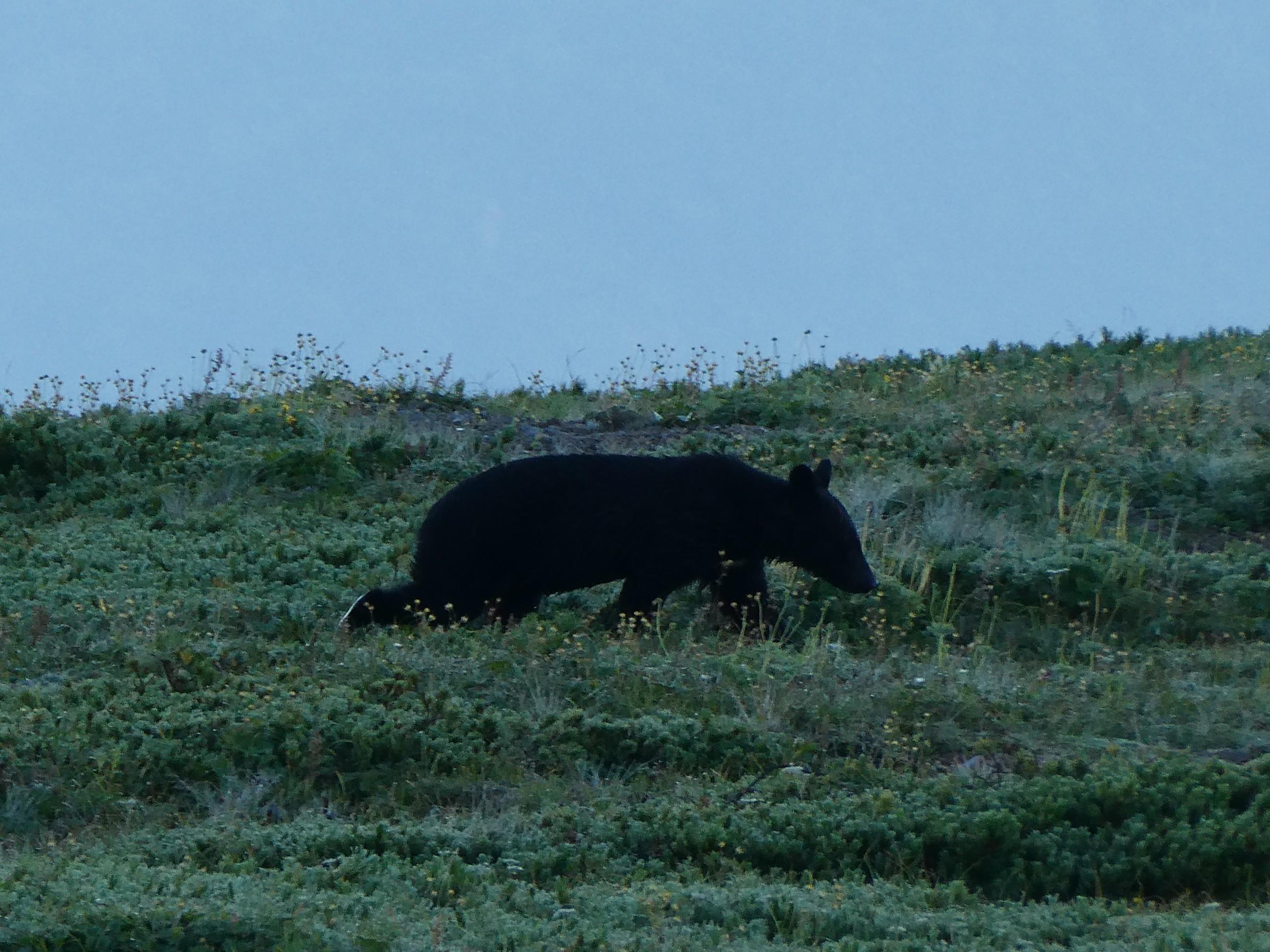 蓮華サーキット⛺️。雪倉岳で熊🧸さんに出会った🎵 / bonjourさんの雪倉岳・朝日岳・風吹岳の活動データ | YAMAP / ヤマップ