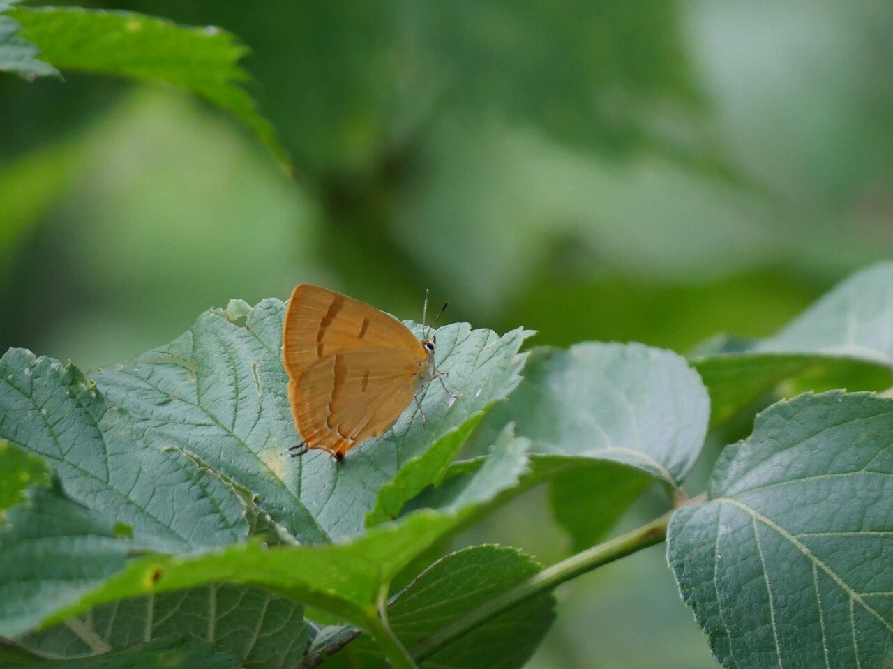 3年ぶりのムモンアカシジミです。初めて自... / JICKさんのモーメント | YAMAP / ヤマップ