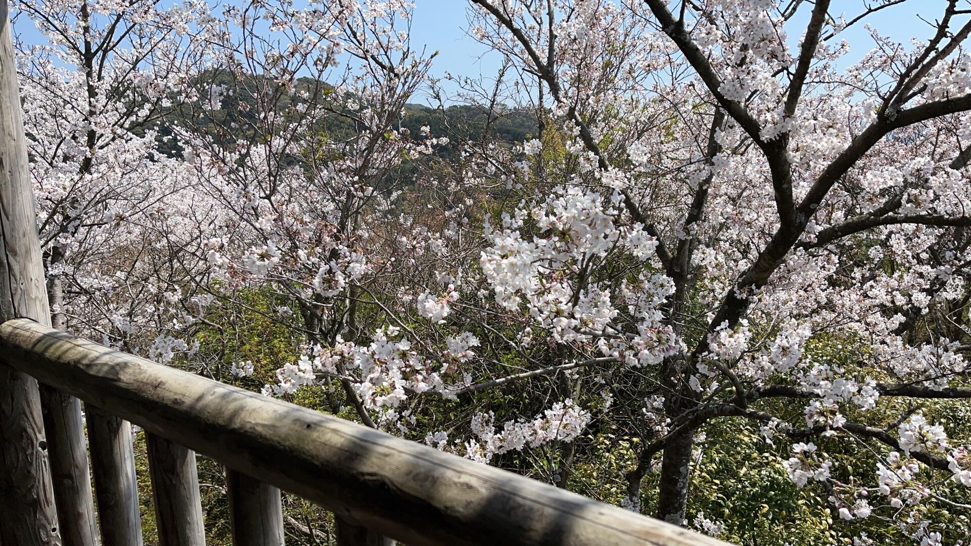 さくら観賞 女山・古僧都山・清水山(丸山)・清水山 / big treeさんの清水山・丸山・古僧都山の活動データ | YAMAP / ヤマップ