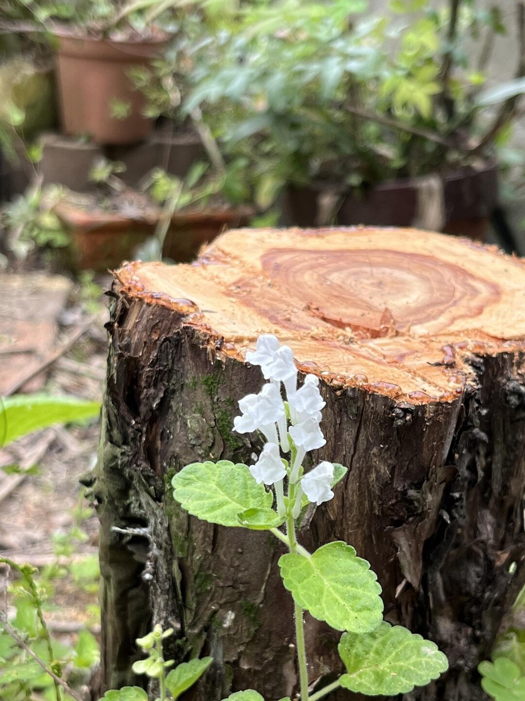 連休中、多飯が辻山登山以外は前の家の片... / kazさんのモーメント | YAMAP / ヤマップ