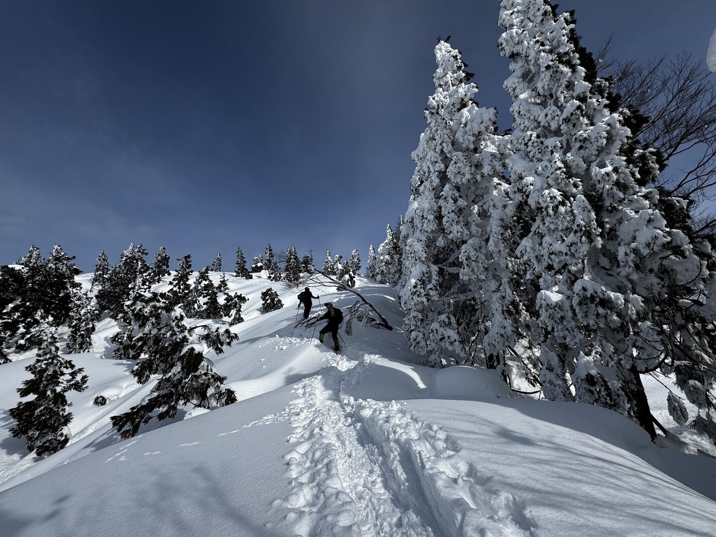 取立山・こつぶり山・護摩堂山 スノーシューハイキング / miさんの取立山の活動データ | YAMAP / ヤマップ