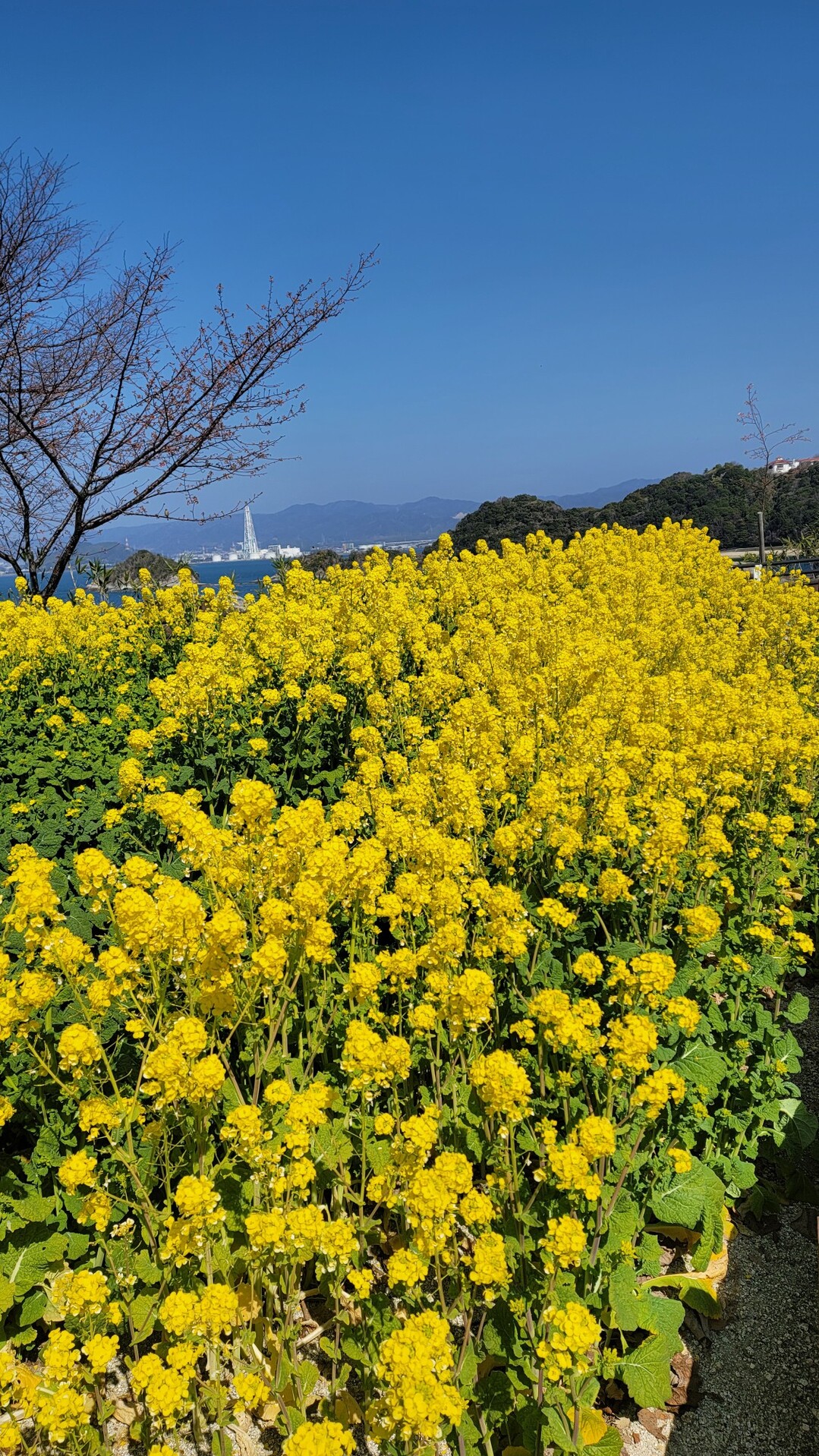 笠戸島の菜の花は綺麗だったけど、河津桜🌸はちょっと早すぎたかな😅 / Lennonさんの笠戸島・尻高山の活動データ | YAMAP / ヤマップ