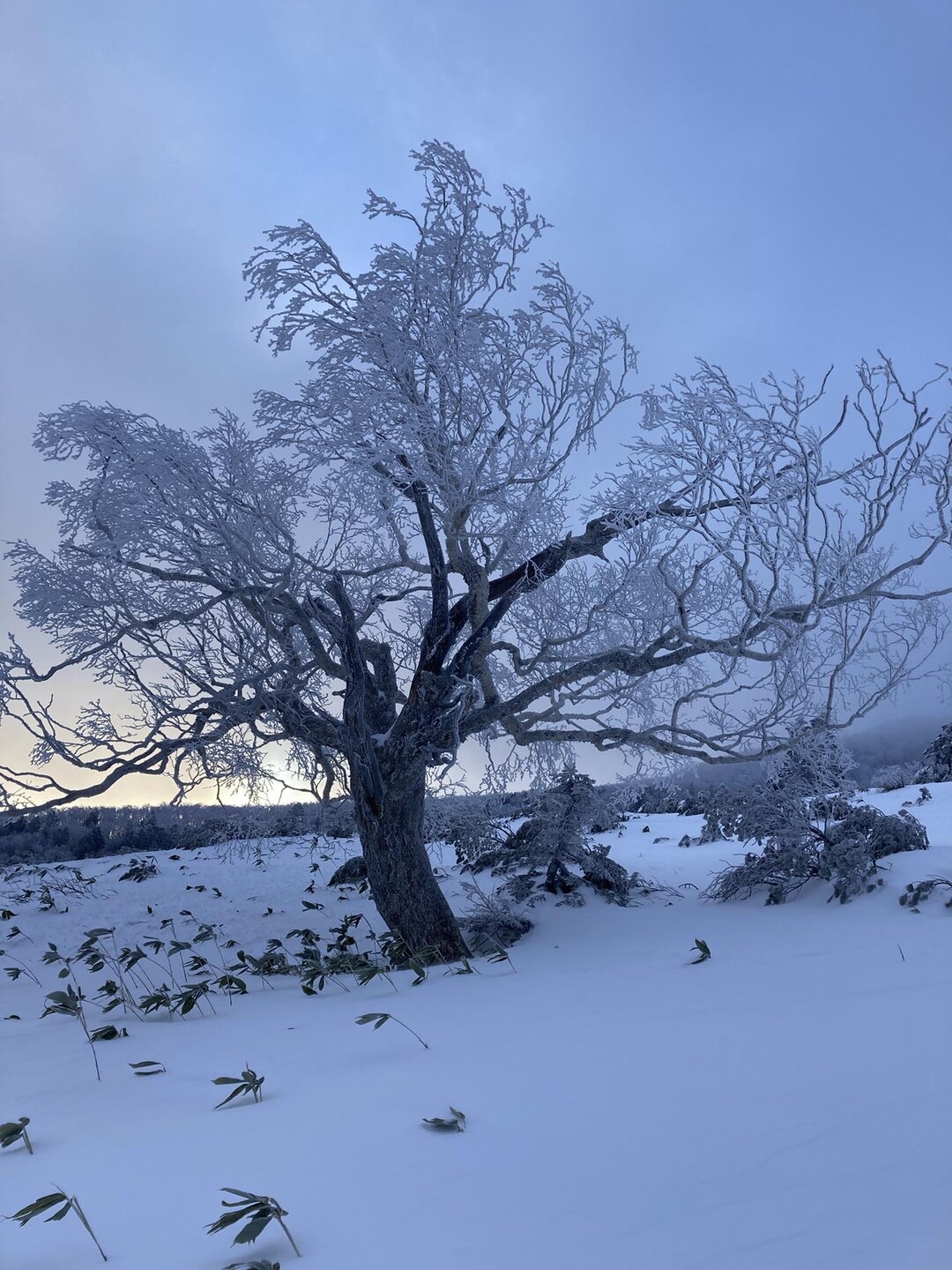 日勝ピーク / mori☆moriさんのGT3 7の活動データ | YAMAP / ヤマップ