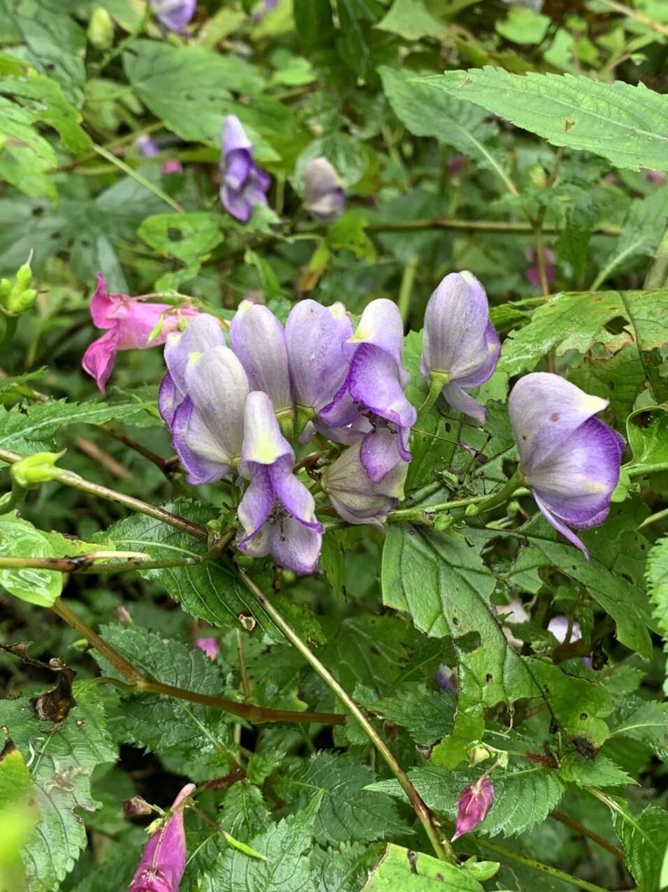 2日間高尾山系で確認 2021-09-28 / Atto-Rieさんの高尾山・陣馬山・景信山の活動データ | YAMAP / ヤマップ