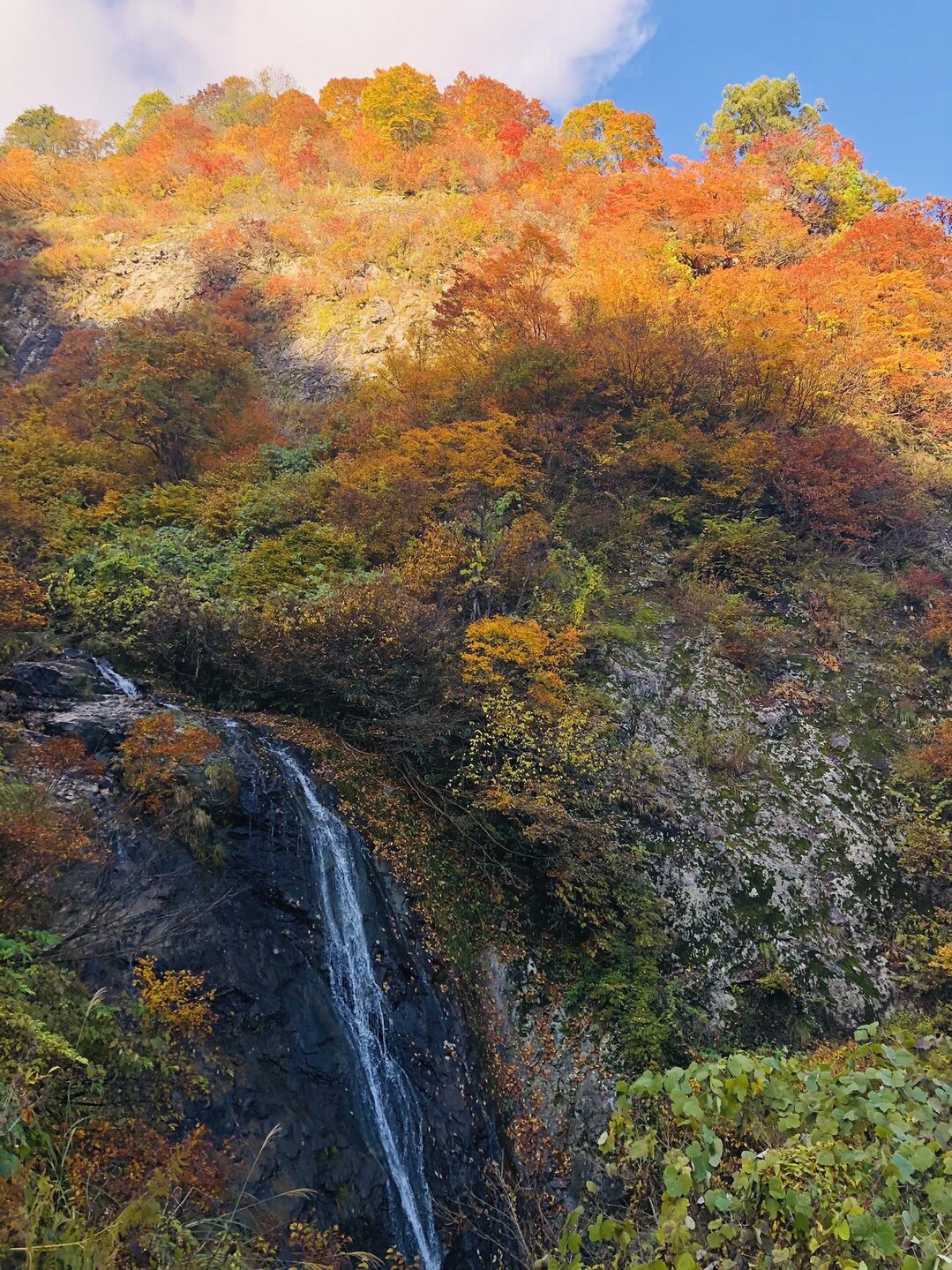 (1/2)金城山【水無→滝入】 / krnさんの巻機山・割引岳・金城山の活動データ | YAMAP / ヤマップ