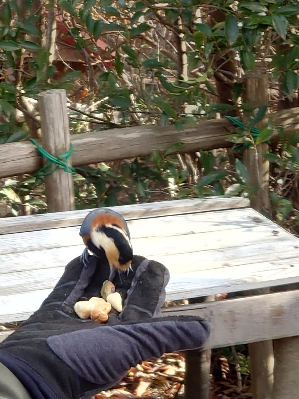 道樹山・大谷山・弥勒山 / SHOさんの春日井三山・弥勒山・大谷山・道樹山の活動データ | YAMAP / ヤマップ