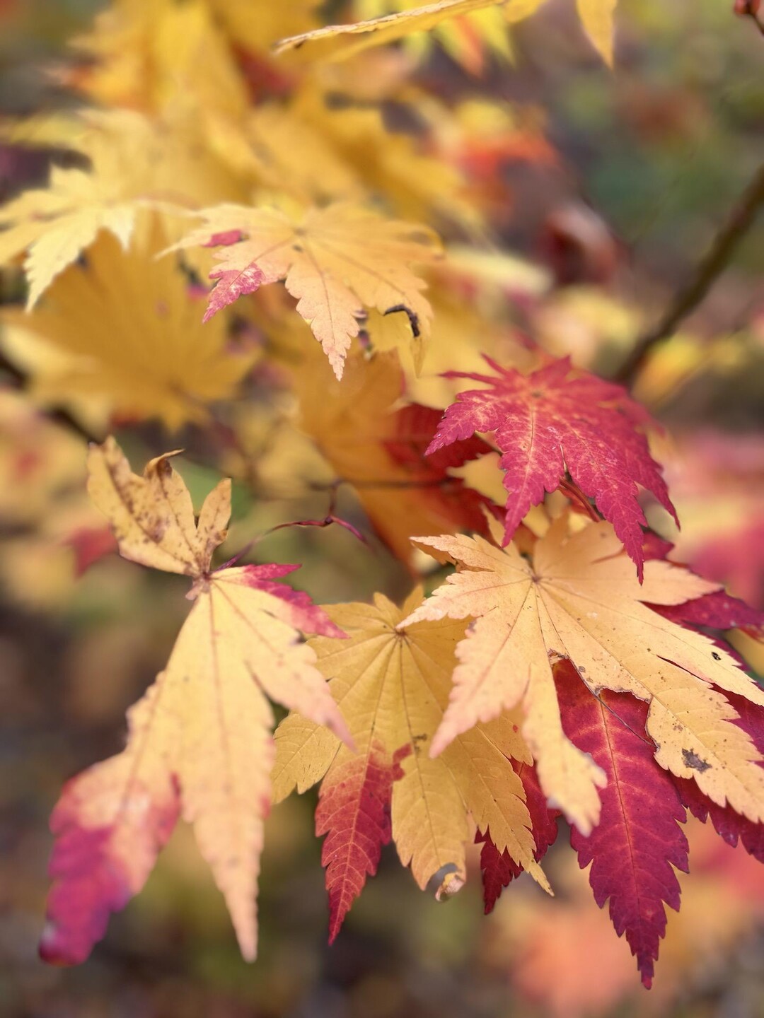 定山渓天狗岳 / yutaさんの余市岳・定山渓天狗岳の活動データ | YAMAP / ヤマップ