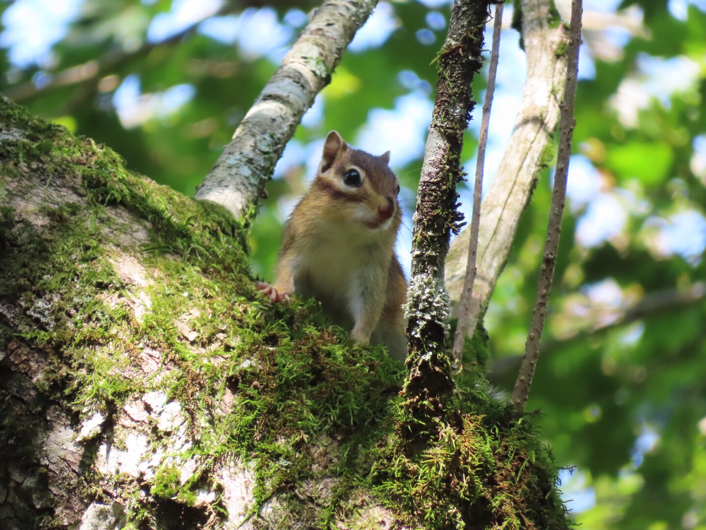 🐿️木登り好きなリスに会えた御池岳・鈴北岳周回 / Heart Goldさんの藤原岳・御池岳の活動データ | YAMAP / ヤマップ