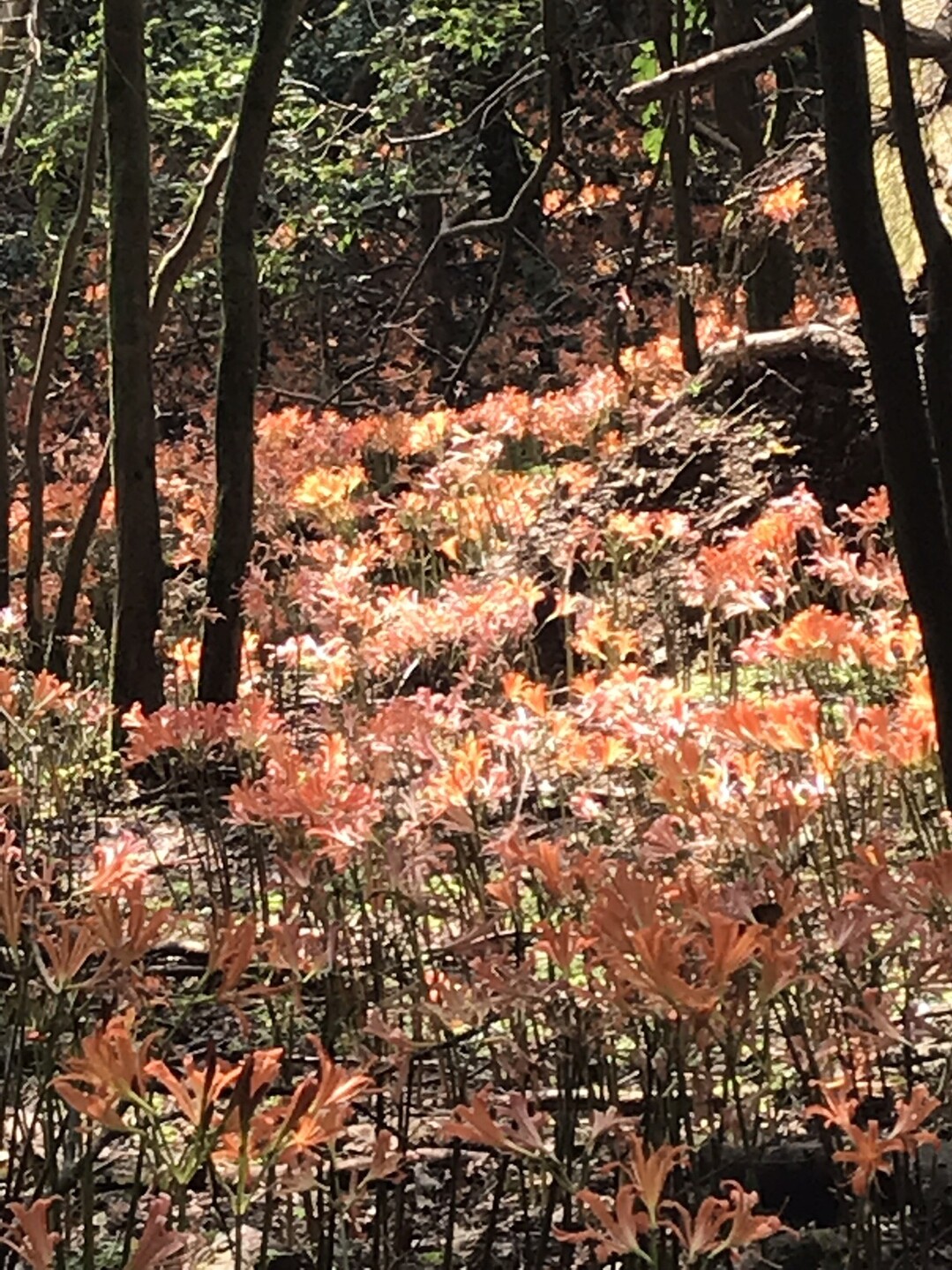 夏の竜爪山 / nishimaruさんの竜爪山・薬師岳の活動データ | YAMAP / ヤマップ