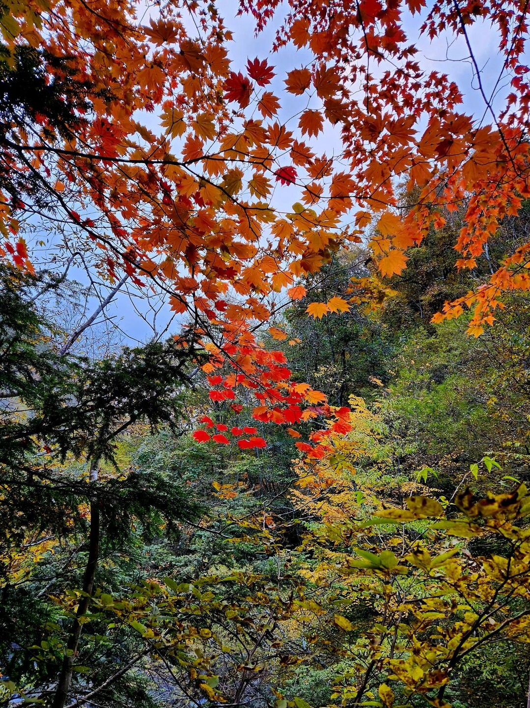 週末は紅葉狩り！ / 気紛れDAKARAさんのモーメント | YAMAP / ヤマップ