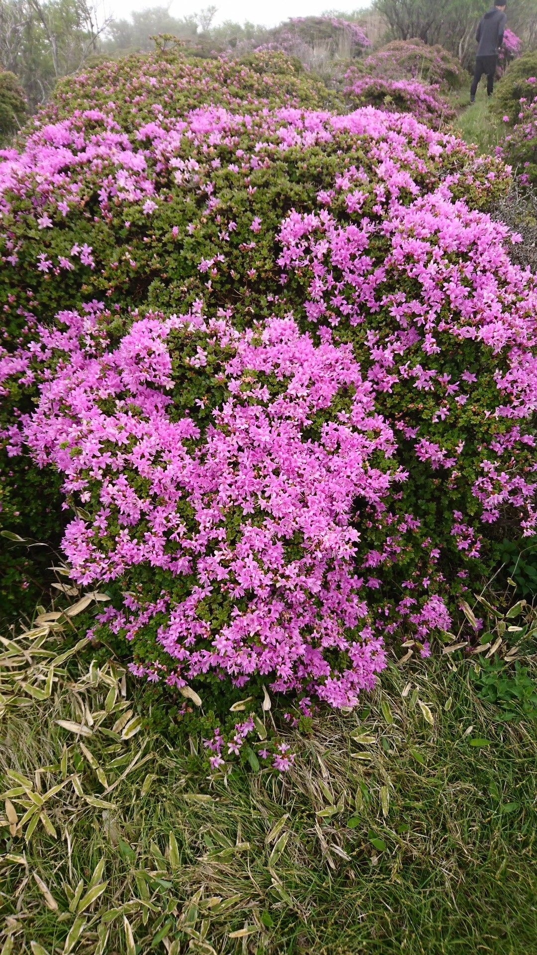 霧にむせぶミヤマキリシマ＠立中山 / Ryosukeさんの九重山（久住山）・大船山・星生山の活動データ | YAMAP / ヤマップ