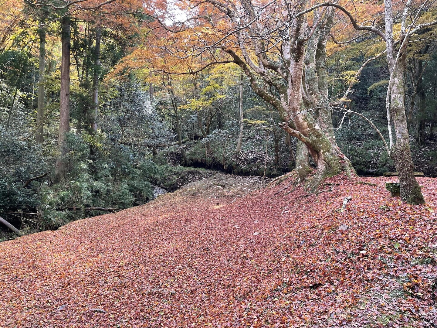 梅ヶ瀬渓谷〜大福山 紅葉満喫 / kokoさんの大福山・梅ヶ瀬渓谷の活動データ | YAMAP / ヤマップ
