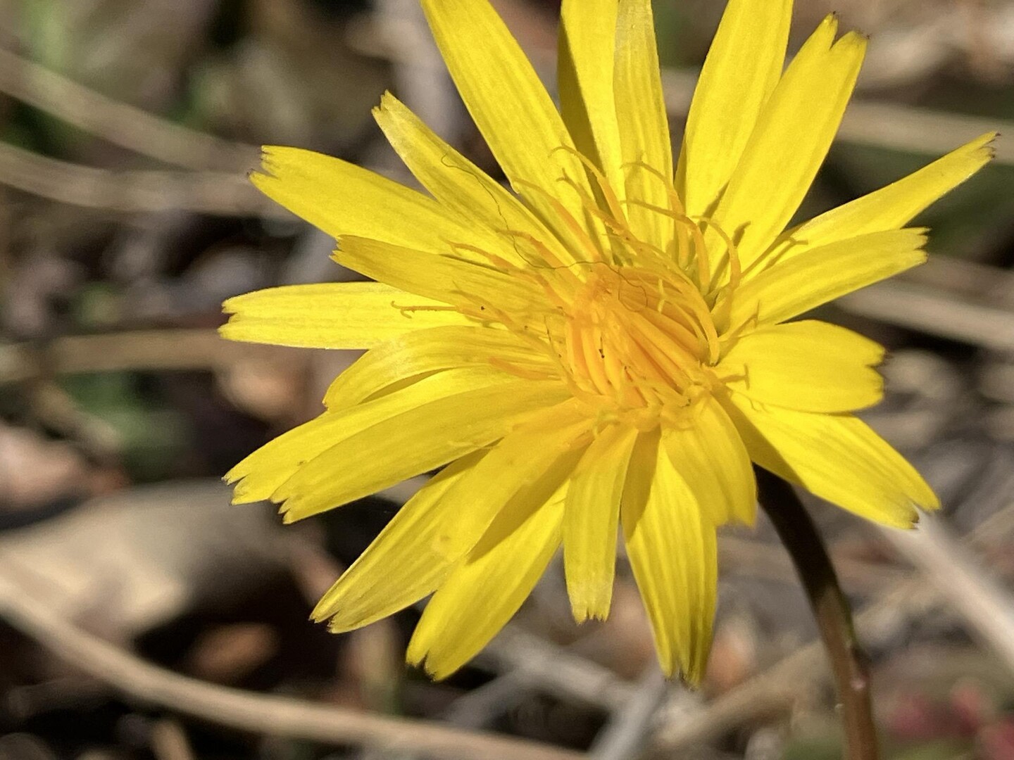 神石山 / hiroちゃんさんの坊ヶ峰・石巻山・神石山・葦毛湿原の活動日記 | YAMAP / ヤマップ