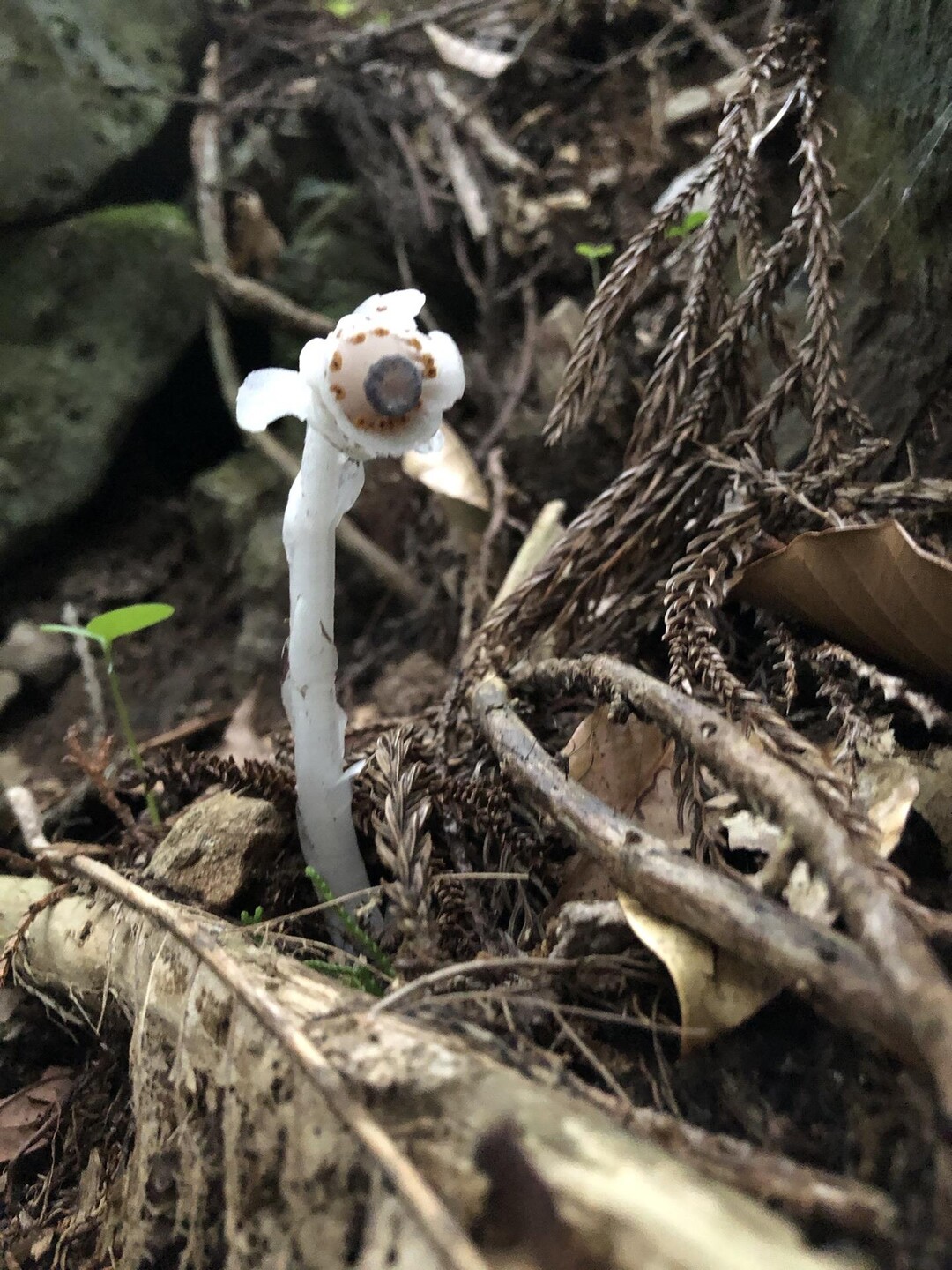 ASK🏃‍♂️本宮山⛰️🌳39 / スカじいさんの本宮山・大日山・風頭山の活動データ | YAMAP / ヤマップ
