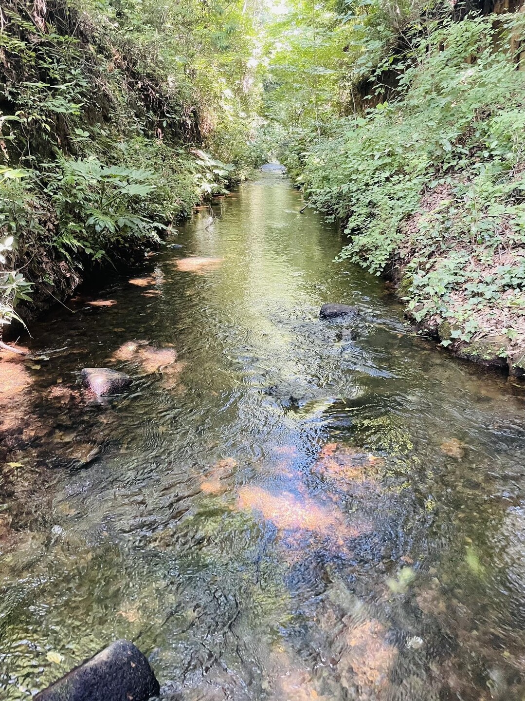 玉川上水ウォーキング2023.07.23 / ayakaさんのウォーキングの活動データ | YAMAP / ヤマップ