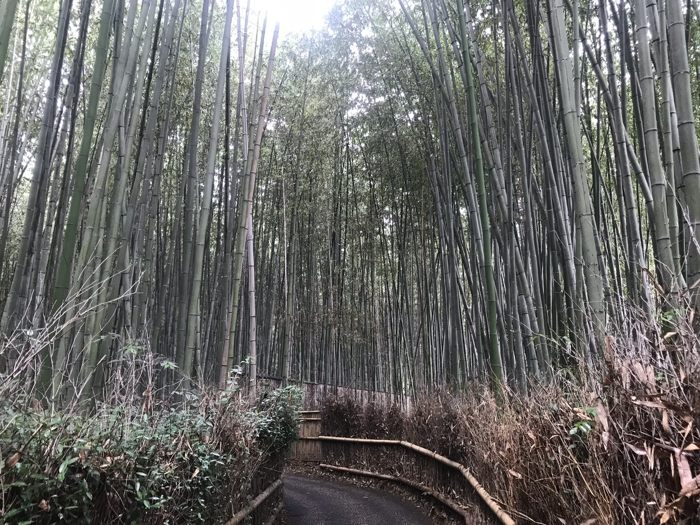 bamboo🎋、「京都嵐山」へ。 この... / bamboo.misa🎋さんのモーメント | YAMAP / ヤマップ