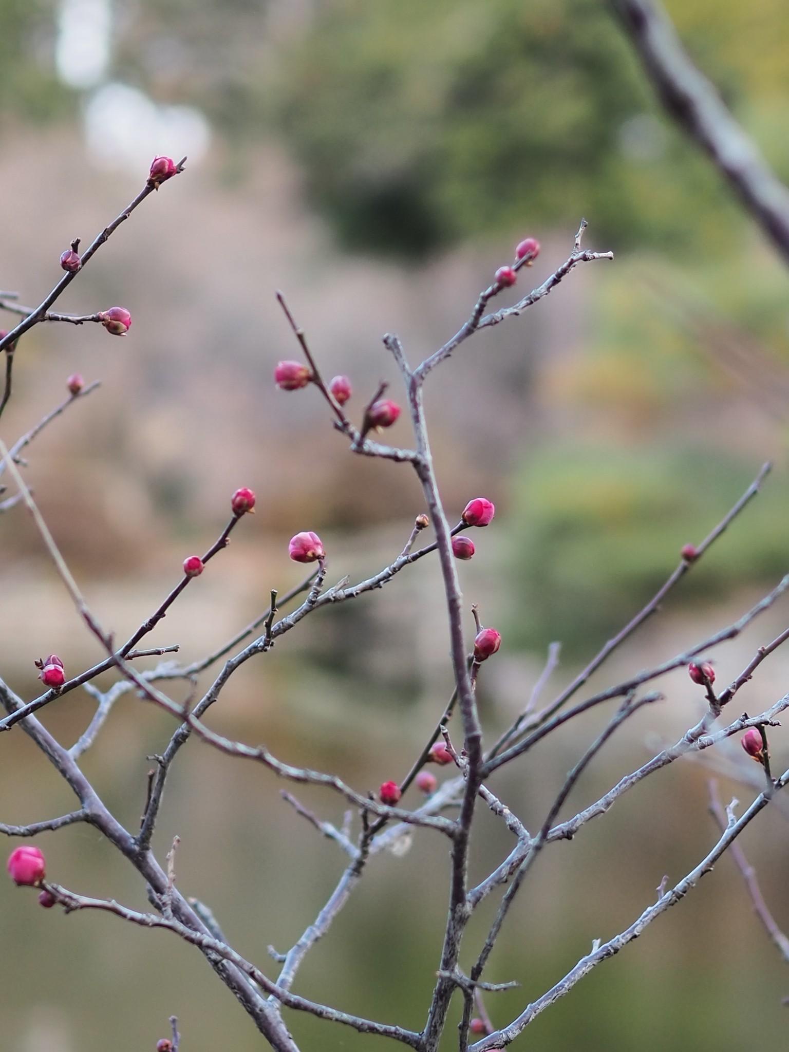 かわいい🤗梅のつぼみ。 さて仕事初めだ... / masaさんのモーメント | YAMAP / ヤマップ