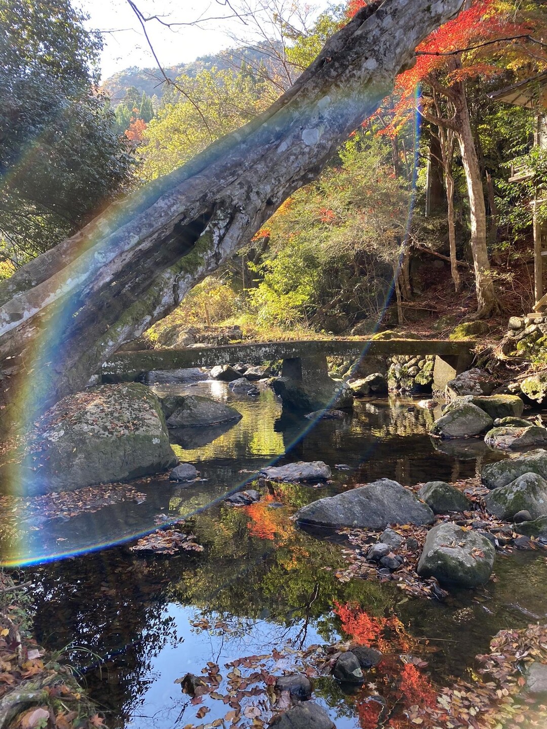 るり渓-2022-11-18 / yumieさんのウォーキングの活動データ | YAMAP / ヤマップ