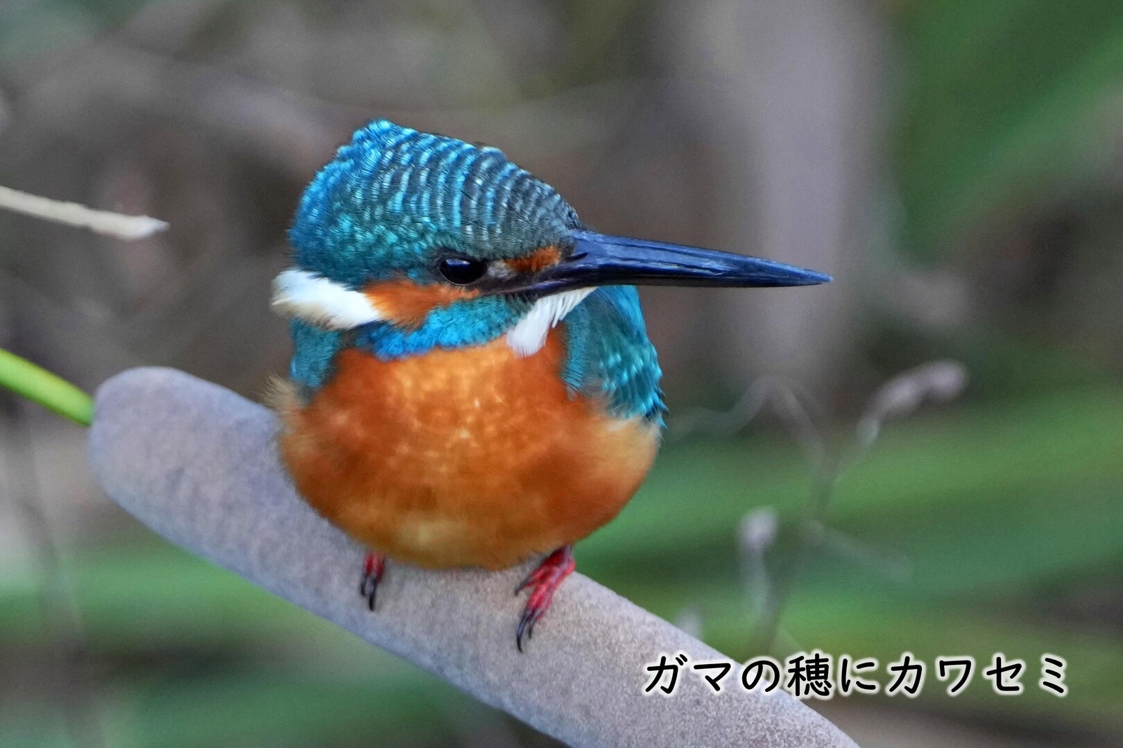 今日はカワセミとアオサギとカルガモとスズ... / アキチャン1491さんのモーメント | YAMAP / ヤマップ