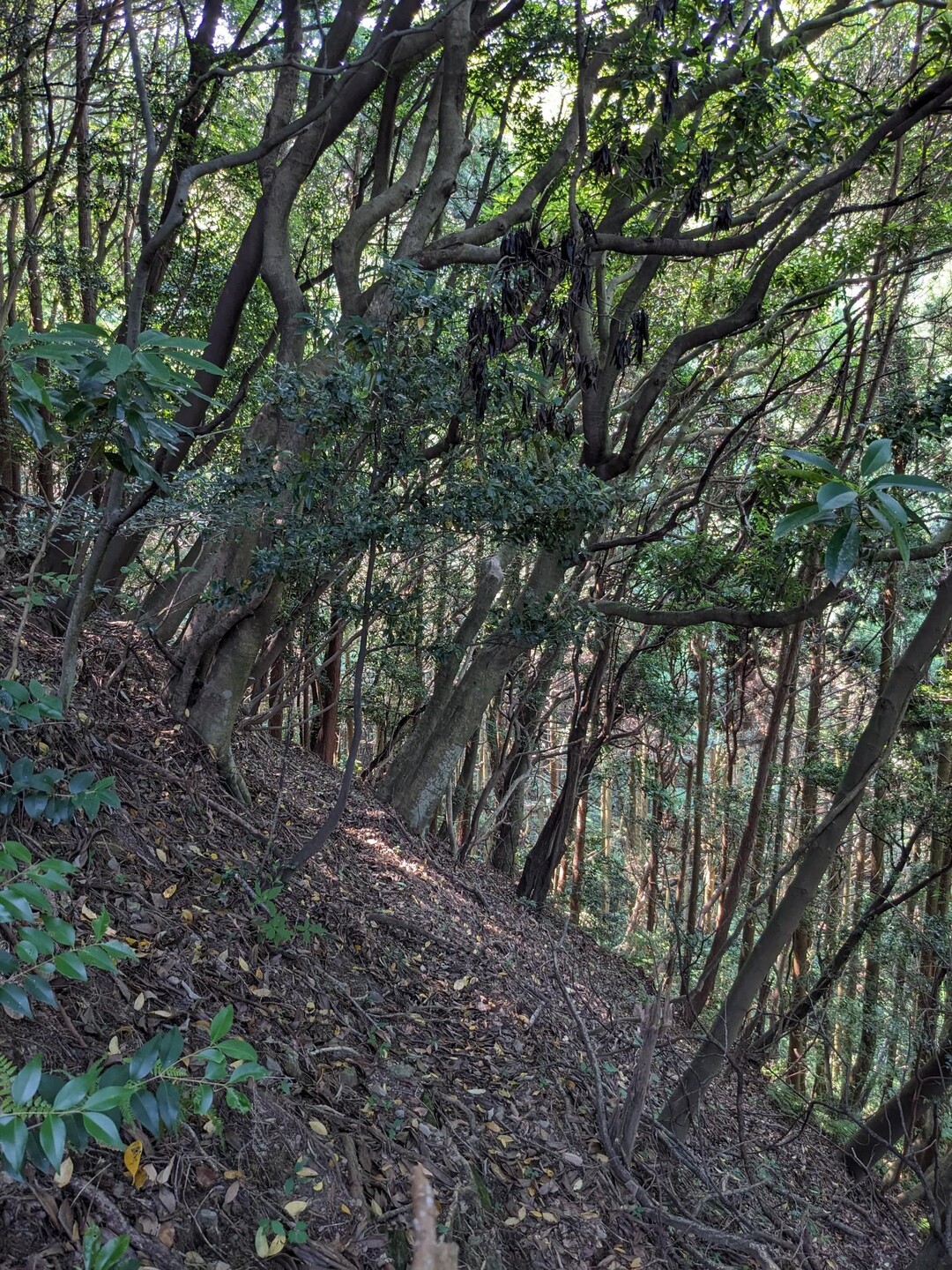 エビス岩を探しに / mkhkさんの高良山・発心山・鷹取山の活動データ | YAMAP / ヤマップ