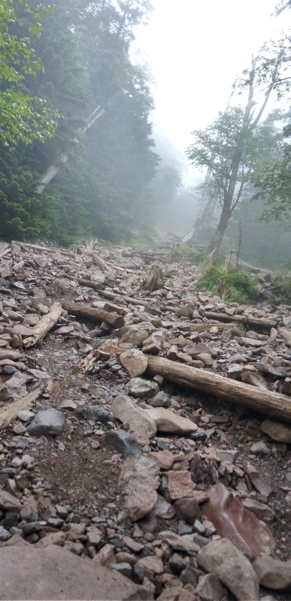 よねっちさんの投稿したフィールドメモ | YAMAP / ヤマップ