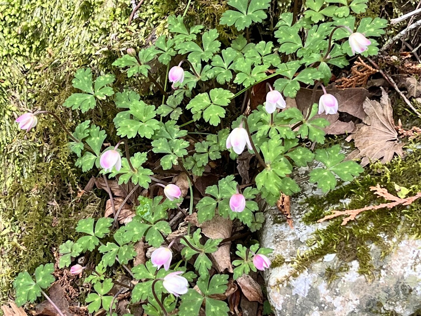 花の百名山 藤原岳 / tomさんの藤原岳・御池岳の活動データ | YAMAP / ヤマップ