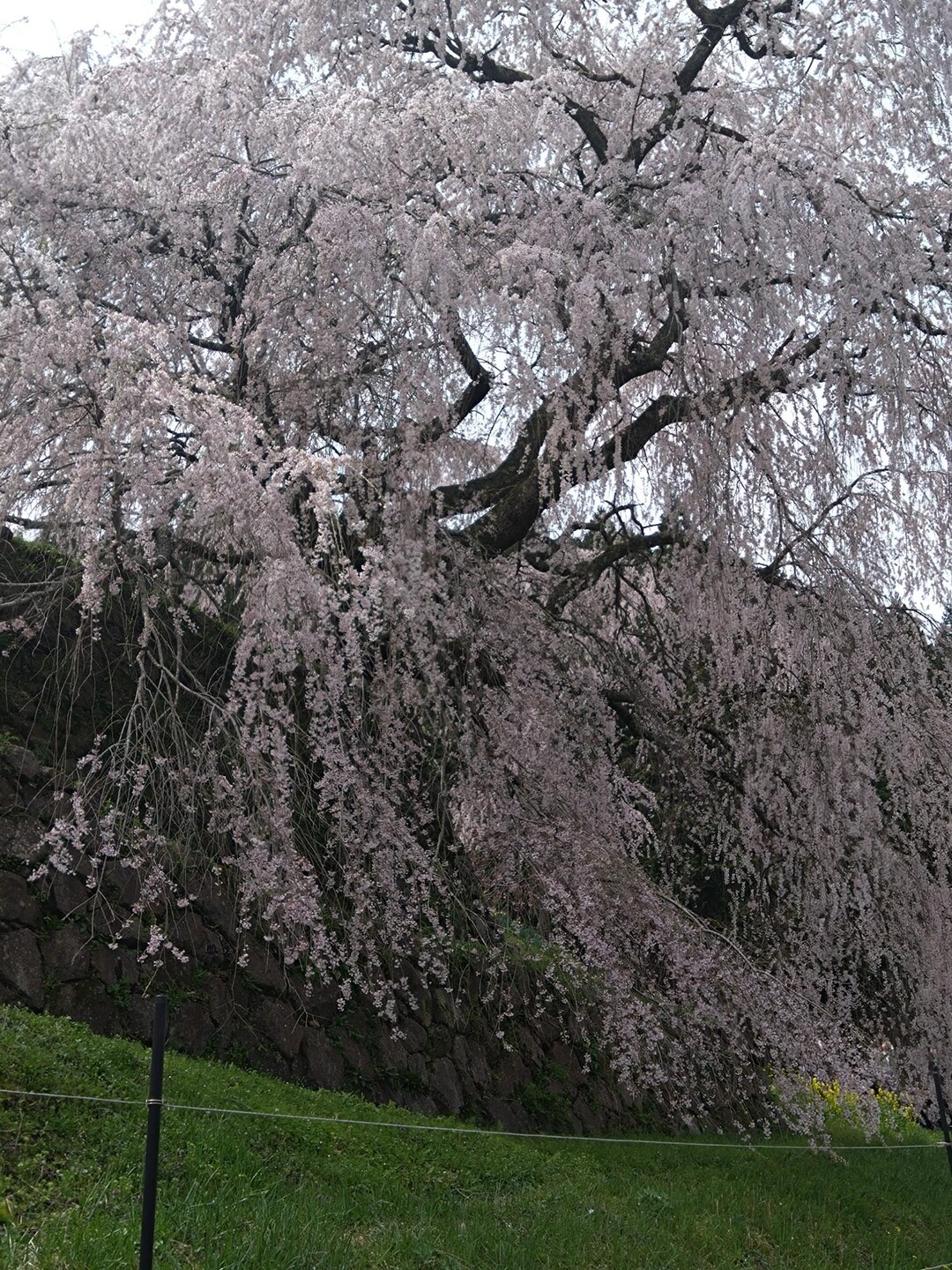 お花見ウオーキング 又兵衛桜🌸 / kinu235（きぬ）さんの伊那佐山・井足岳の活動データ | YAMAP / ヤマップ