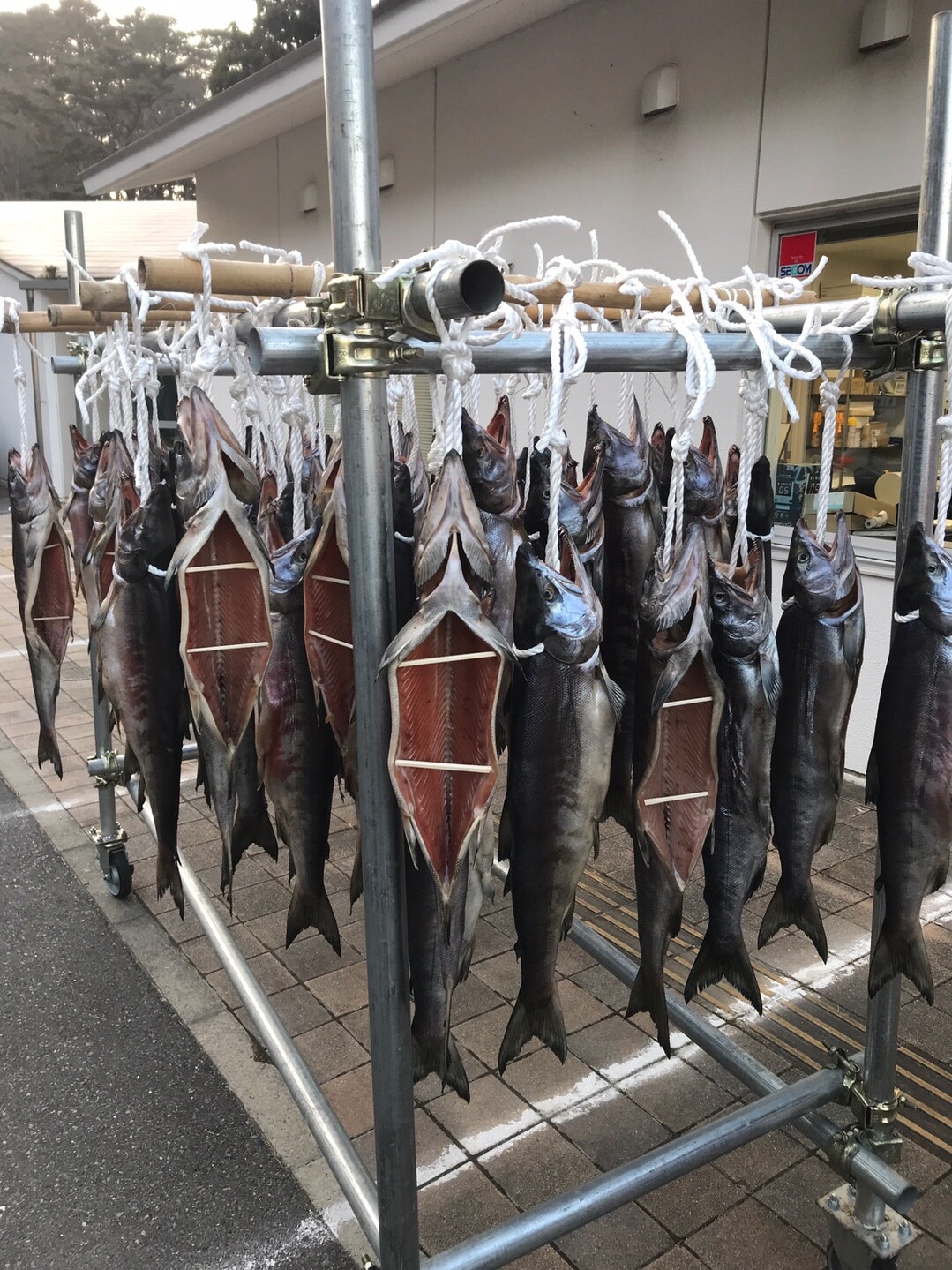 みちのく潮風トレイル 宮古市-2020-12-13 / tetsuさんのみちのく潮風トレイル 宮古市北部～宮古市中部ルートの活動データ | YAMAP / ヤマップ