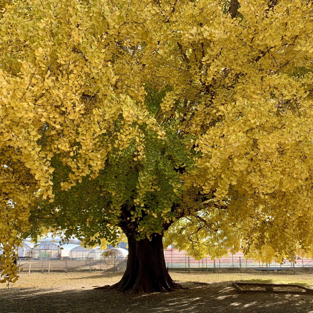 先週の晴れた日のこと “大和の大いちょう... / Koro-Kenさんのモーメント | YAMAP / ヤマップ