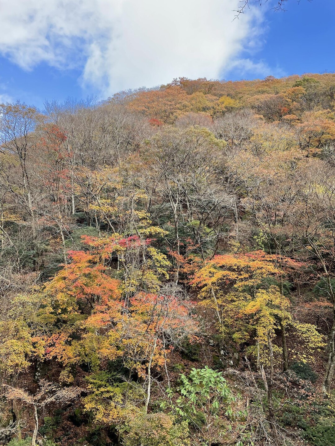 三方山・小倉山・養老山・北尾根P826峰・笙ヶ岳（東峰）・笙ヶ岳 / minorunさんの養老山・笙ヶ岳・三方山の活動データ | YAMAP / ヤマップ