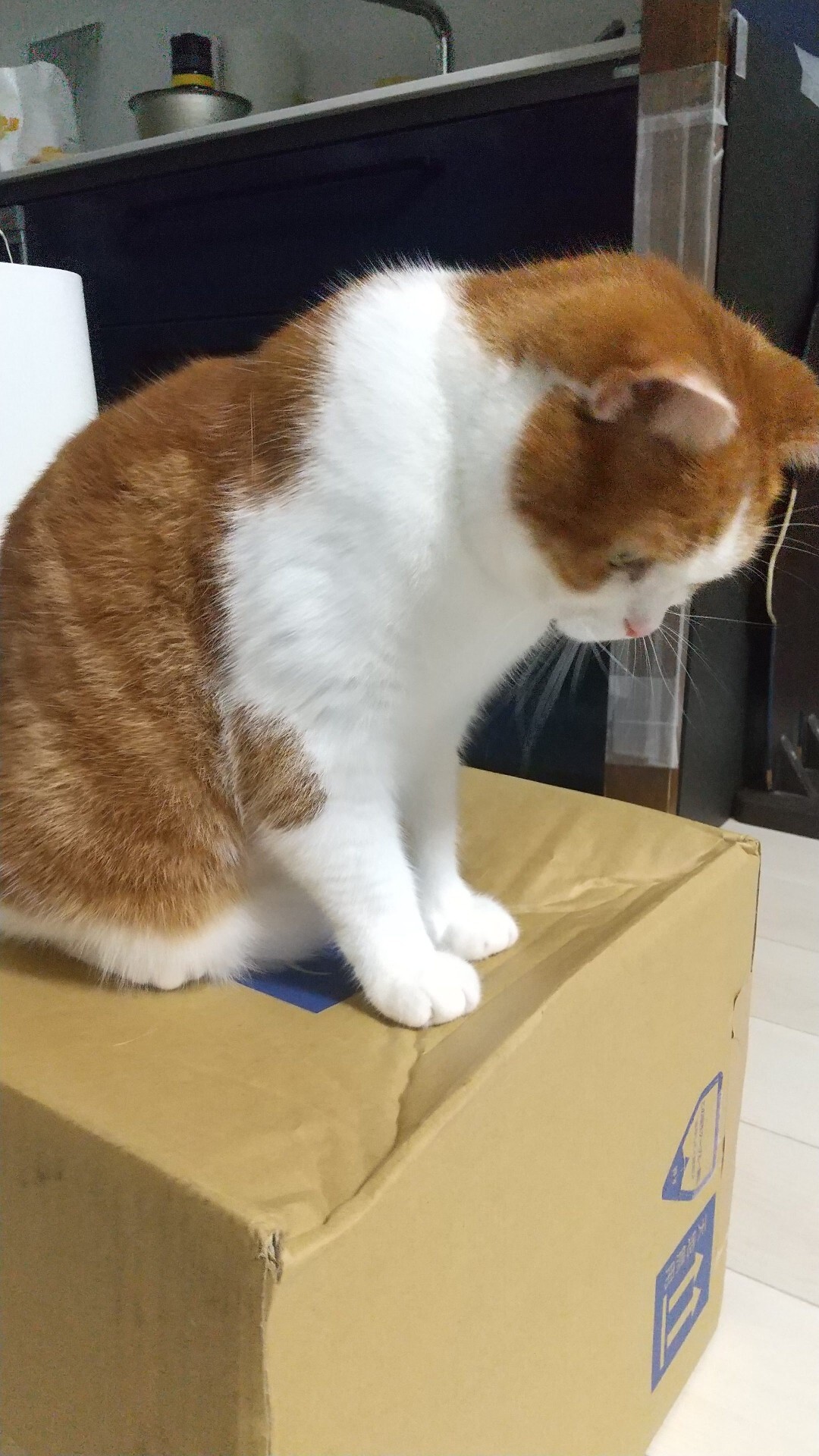 昨日は久しぶりに山に行く予定でしたが他の... / N-CMPさんのモーメント | YAMAP / ヤマップ