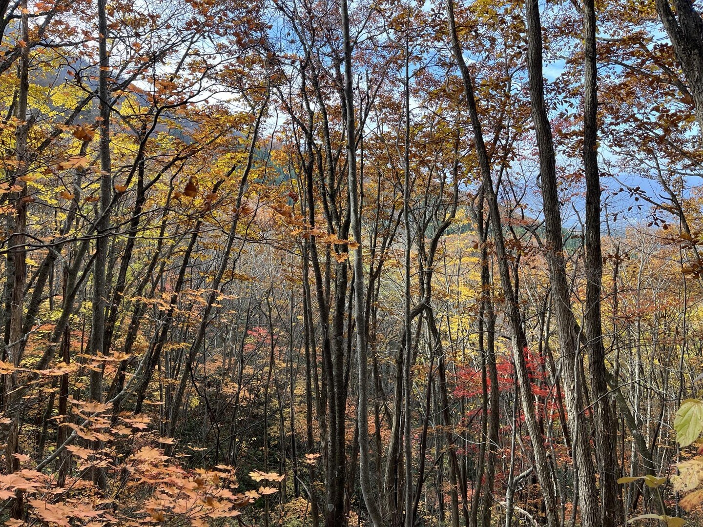瀧山 / mas_Rさんの蔵王山・雁戸山・不忘山の活動データ | YAMAP / ヤマップ