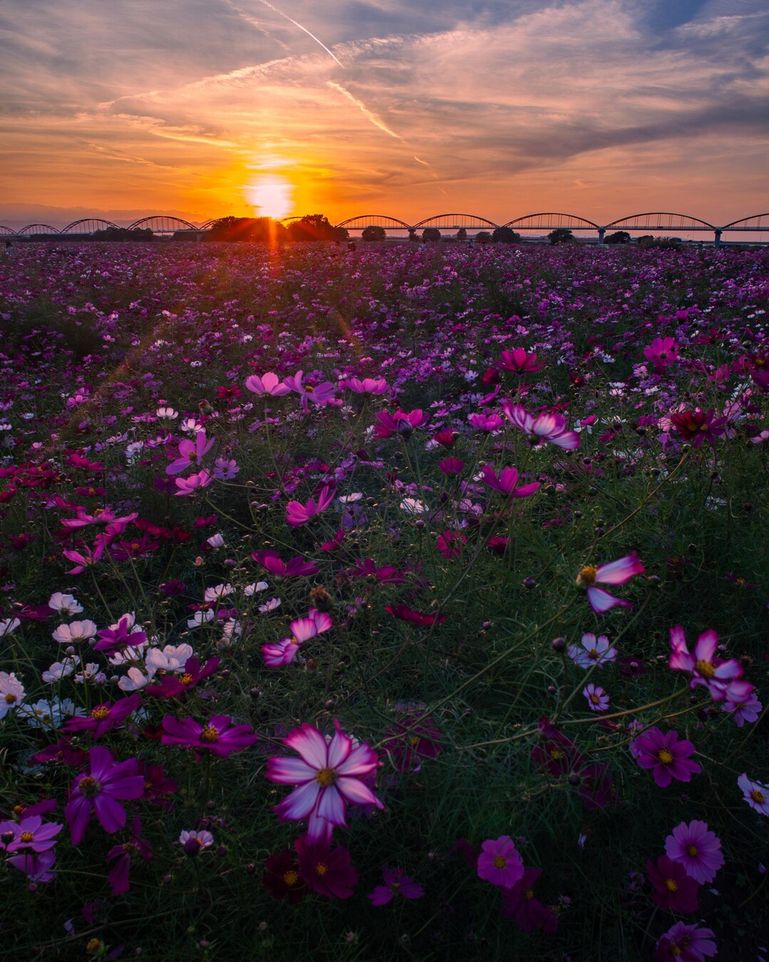 秋桜畑の日没。 見渡す限りの秋桜。 2... / stripeさんのモーメント | YAMAP / ヤマップ