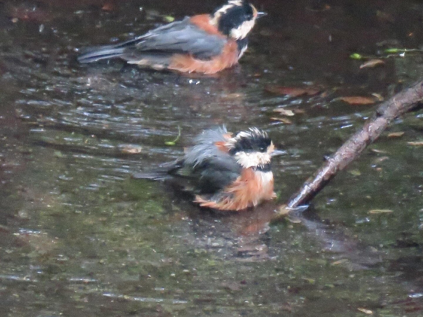 カメラ買いました📸 私にも簡単に撮れる... / uruさんのモーメント | YAMAP / ヤマップ