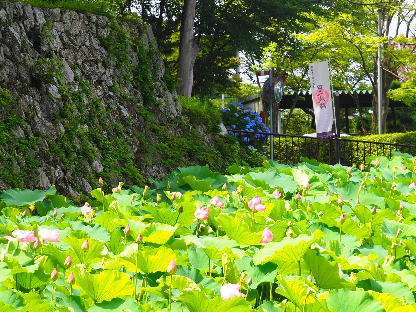 睡蓮と向日葵 田丸城🏯のお堀の蓮... / maboさんのモーメント | YAMAP / ヤマップ