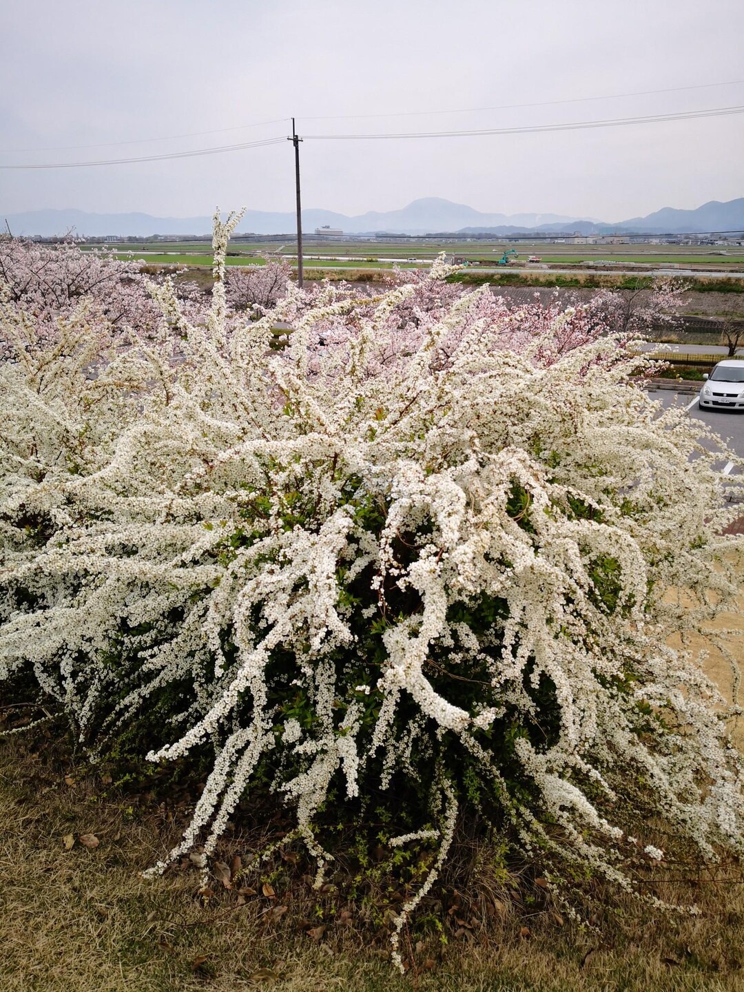 いつもの山に登ると 花の写真を撮りまくる... / yoyoさんのモーメント | YAMAP / ヤマップ