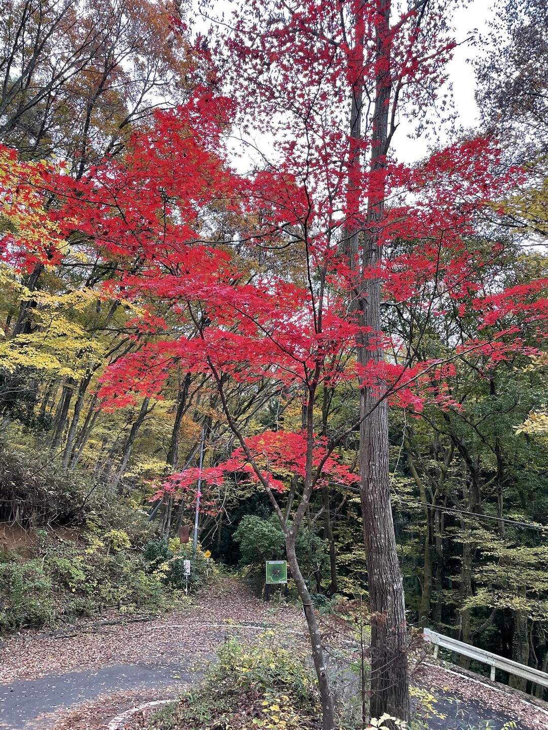 紅葉狩りに行こう〜♪ 烏峠へ【2座目】 / sammyくんさんの烏峠の活動データ | YAMAP / ヤマップ