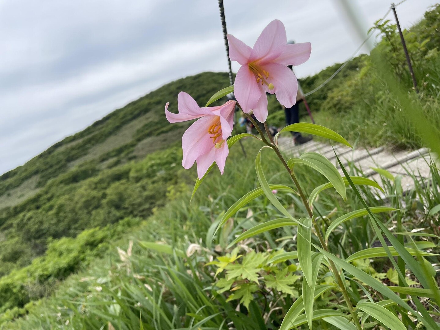 前岳・浅草岳2024 / megさんの浅草岳・鬼ヶ面山の活動データ | YAMAP / ヤマップ