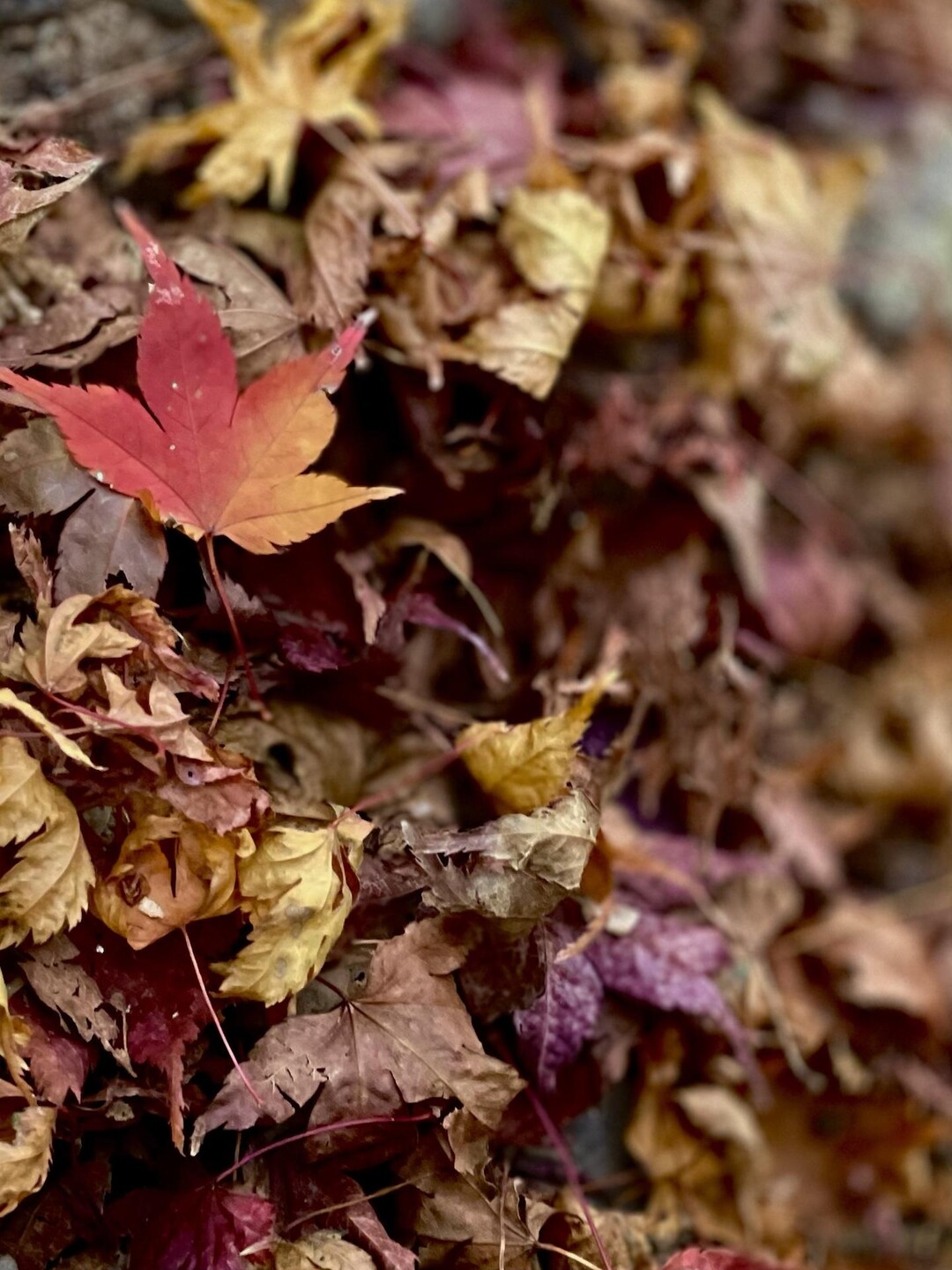 菰野富士 / Rukoさんの御在所岳（御在所山）・雨乞岳の活動データ | YAMAP / ヤマップ
