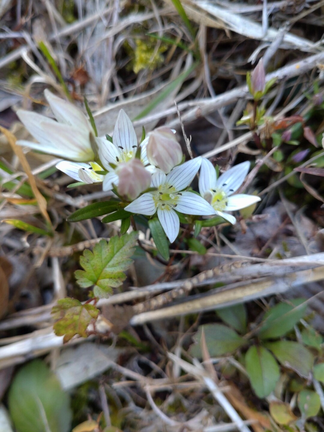 蓬田岳を下山後、センブリの花を見つけまし... / gunさんのモーメント | YAMAP / ヤマップ