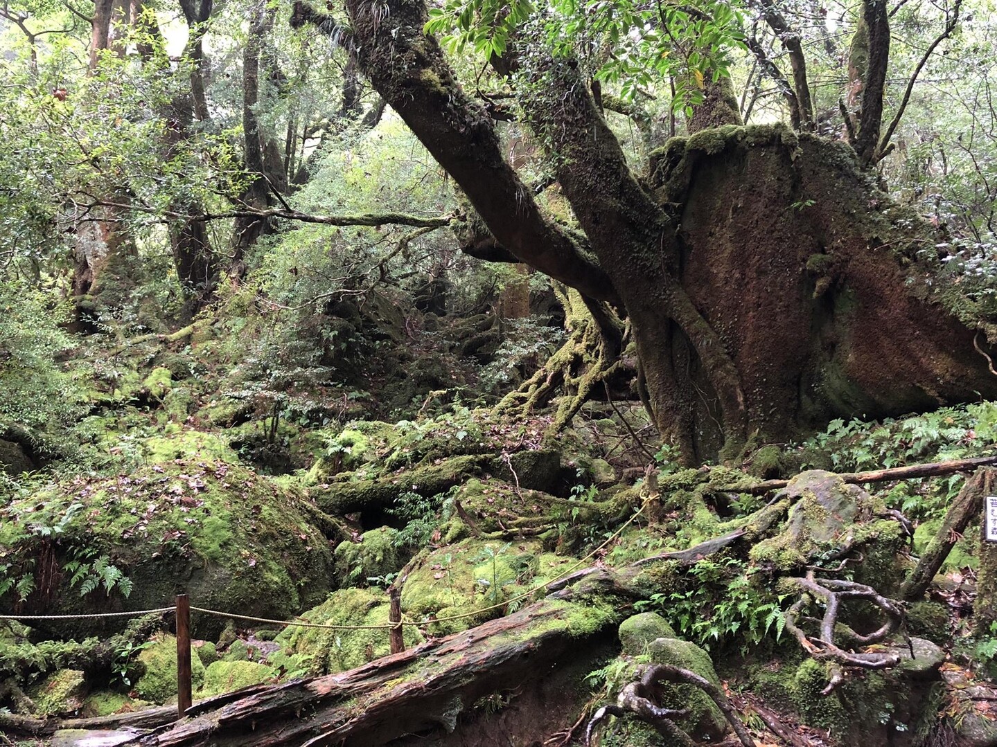 minoさんの投稿したフィールドメモ | YAMAP / ヤマップ